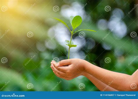 In The Hands Of Trees Growing Seedlings Bokeh Green Background Female