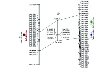 A Major Qtl Locus On Chromosome 3 A Major Qtl Was Mapped To A