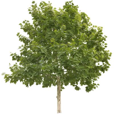 Tree Shadow PNGs For Free Download