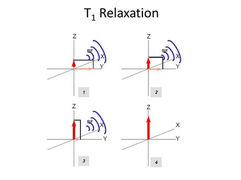 Eleg 479 Lecture 12 Magnetic Resonance Mr Imaging Ppt Download