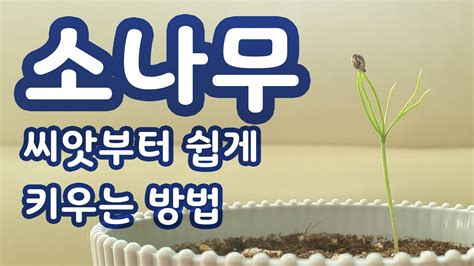 소나무 씨앗 발아와 흙에 심는 방법 그리고 약 2주일 성장 과정how To Germinate Pine Seeds Youtube