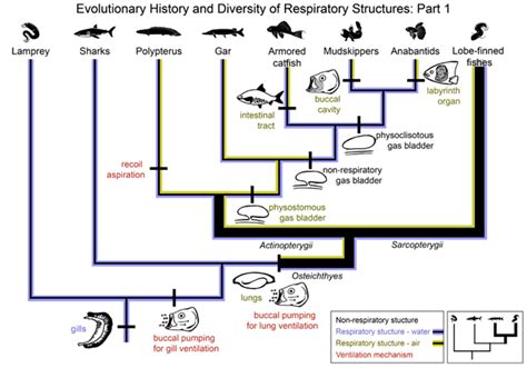 Respiratory System Comparative Vertebrate And Human Anatomy Ecology