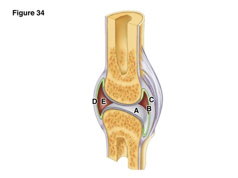 Joint Anatomy Diagram Quizlet