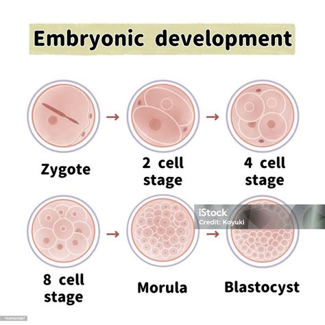 The Process Of Zygote Cell Division In The Early Stages Of Development