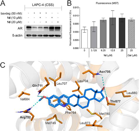 Compound 1d Binds The Ar Protein In Vitro And In Silico A Compound