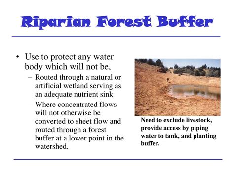 Ppt Riparian Forest Buffers Powerpoint Presentation Free Download Id236358