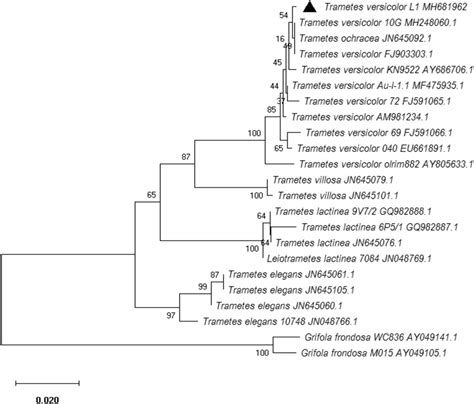 Phylogenetic Correlation Of T Versicolor Nfcci 4361 Isolate L1 With