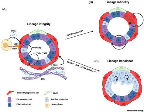 Disruption Of Lineage Integrity As A Precursor To Breast Tumor