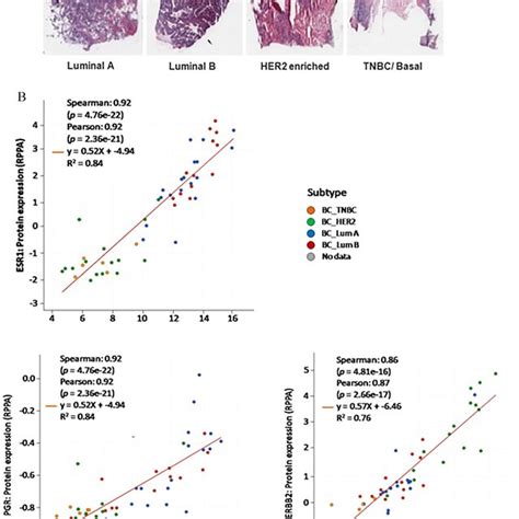 Er Pr And Her2 Mrna Expression Data Stratified By Different Download Scientific Diagram