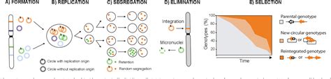 Figure 1 From A Unifying Model For Extrachromosomal Circular Dna Load In Eukaryotic Cells