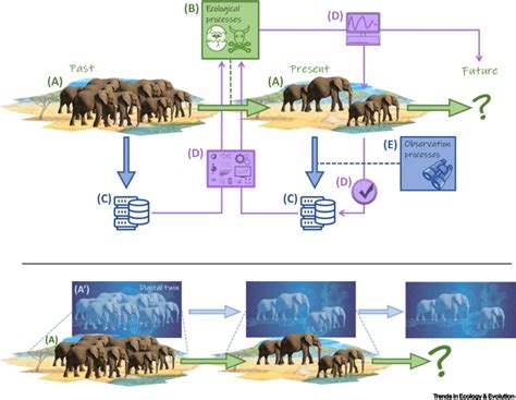 Digital Twins Dynamic Model Data Fusion For Ecology Trends In Ecology And Evolution