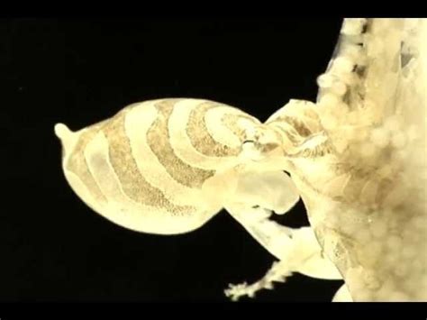 Famous Cephalopod On Woman Sex Scene Reveals Octopus Isnt That Into Her