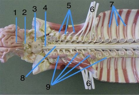 spinal cord model 1 diagram quizlet