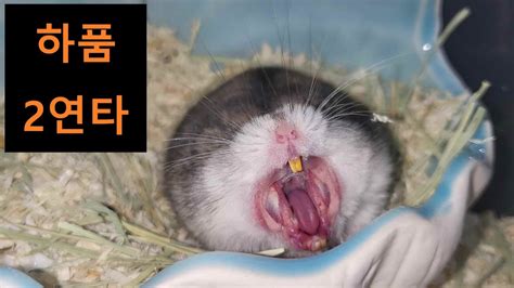 햄스터 하품 2연타 🥱🥱 Youtube