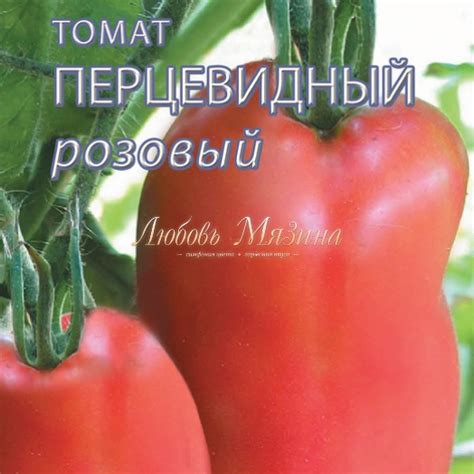 томат ПЕРЦЕВИДНЫЙ РОЗОВЫЙ, Мязина