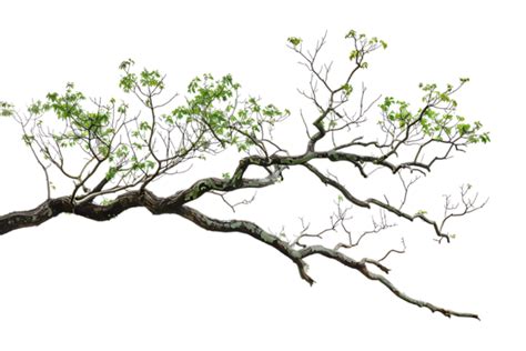 Tree Branch Border Pngs For Free Download