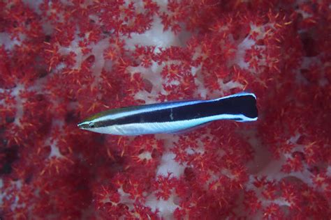 Ikan Laut Asli Indonesia Labroides Dimidiatus