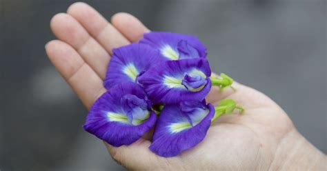 보라색 음료 만드는 ‘나비완두콩꽃 식품 사용 ‘불법이니 주의