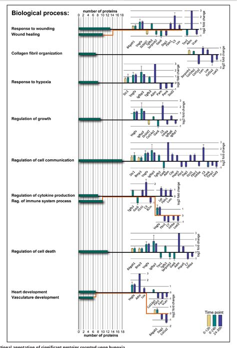 SA Node Cell To Atrial Cardiac Muscle Cell Signalling Semantic Scholar