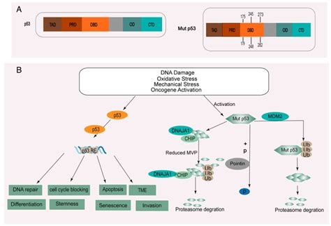 Type Of Mutation P53 At Natalie Kelley Blog