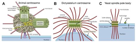 The Dictyostelium Centrosome