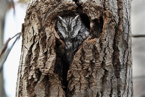Eastern Screech Owl Camouflage