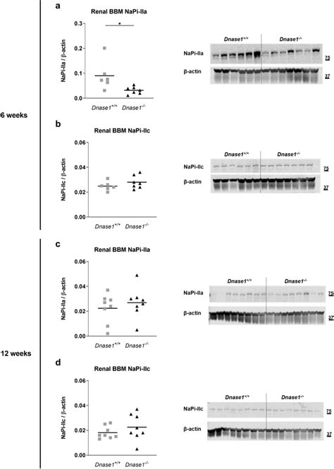 Abundance Of The Sodium Dependent Phosphate Cotransporter Napi Iia And Download Scientific