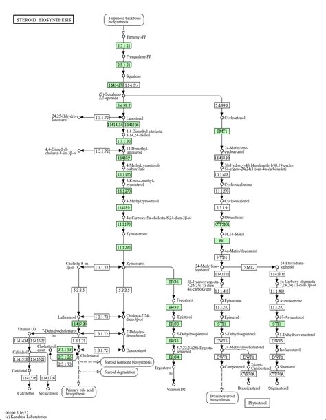 KEGG PATHWAY Steroid Biosynthesis Saccharomyces Cerevisiae Budding Yeast
