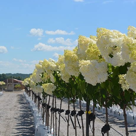 ГОРТЕНЗИИ: Hydrangea HERCULES-Гортензия метельчатая ГЕРКУЛЕС ШТАМБ
