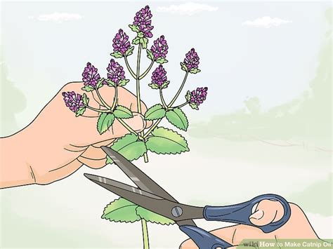 Simple Ways To Make Catnip Oil WikiHow Life