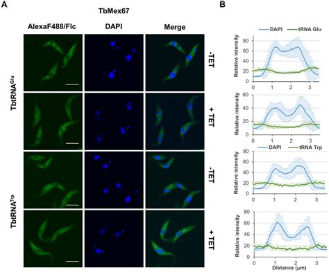 Subcellular Localization Of Trna Glu And Trna Trp Are Not Affected By Download Scientific