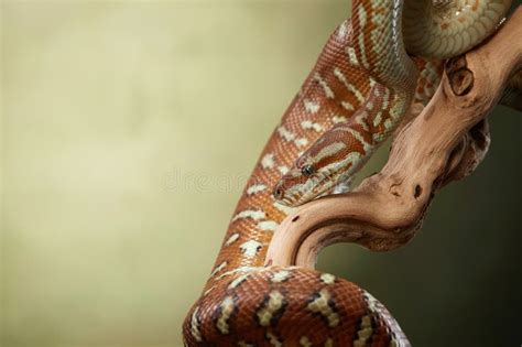 Python Wrapped Around Branch Stock Image Image Of Branch 2025 337967883