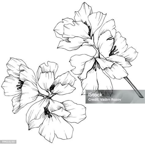 벡터 아페 꽃 꽃 꽃입니다 흑백 잉크 아트가 새겨져 있습니다 고립 된 사과 꽃 그림 요소입니다 0명에 대한 스톡 벡터 아트 및 기타 이미지 Istock