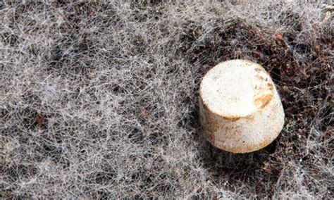 The Pact System Pact Outdoors