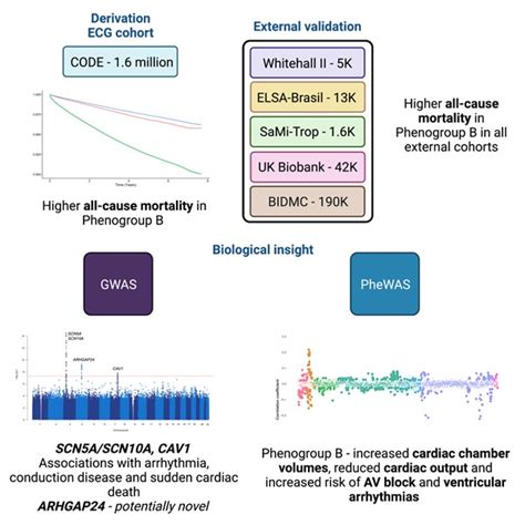 6neural Network Derived Electrocardiographic Features Predict