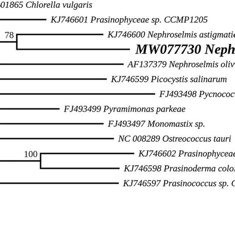 maximum likelihood phylogeny obtained from 71 concatenated chloroplast