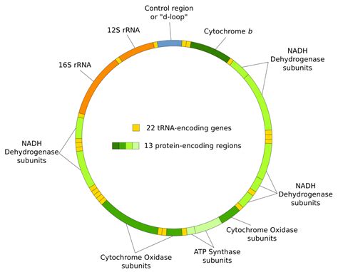 What Is Mitochondrial Dna