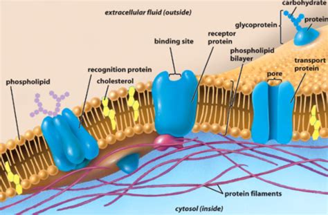 Honors Biology Chapter 5 Membrane Structure And Function Flashcards Quizlet