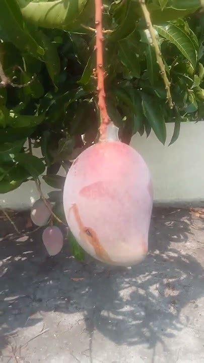 வீட்டு தோட்டம் Youtube