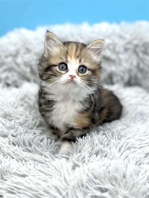 노르웨이숲코코하남점 강아지분양고양이분양 오독안심분양센터위탁센터인천광주대구시흥