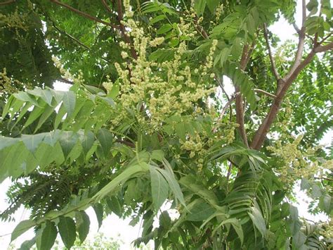 Green Works In Kansas City Tree Of Heaven Flowers