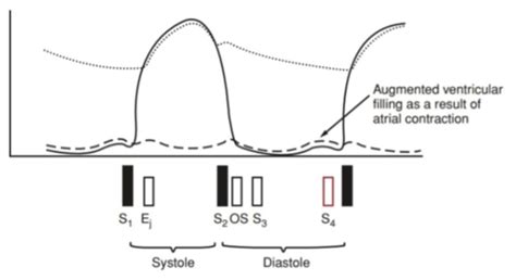 Cardio Exam 3 Cardiac Auscultation Flashcards Quizlet