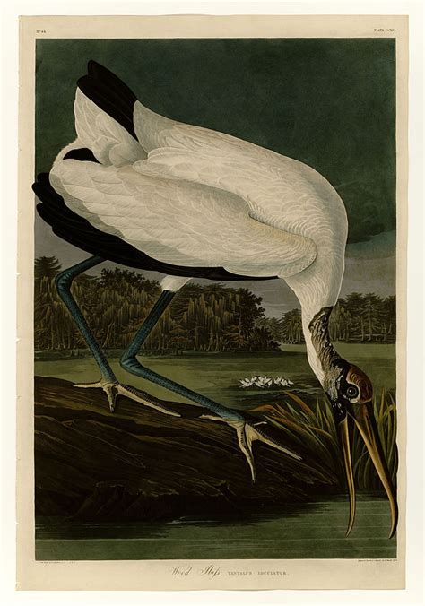 Одюбон картины. Птицы Америки на картинах John James Audubon