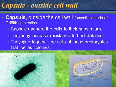 Chapter 27 Prokaryotes And The Origins Of Metabolic Diversity Ppt