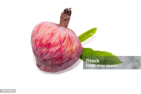 잘 익은 Annona Reticulta 또는 야생 Sweetsop 커스터드 사과 과일 희귀 약용 과일 Ramphal 0명에 대한 스톡 사진 및 기타 이미지 Istock
