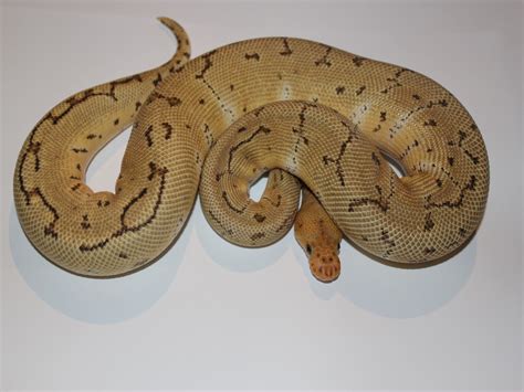 Morph List World Of Ball Pythons