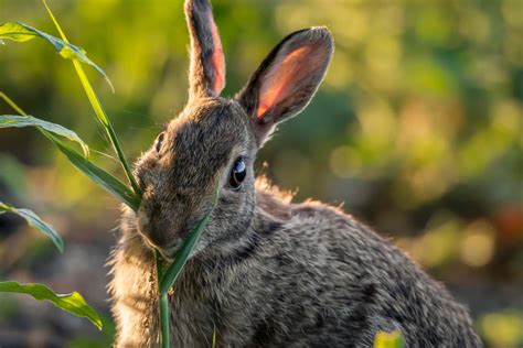 Rabbits Eating Garden Flowers Fasci Garden