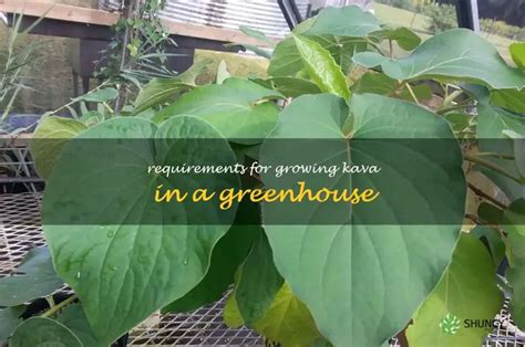 A Beginners Guide To Growing Kava In A Greenhouse Essential