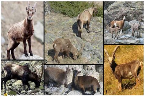 فرزند حاصل از جفت‌گیری بز کوهی ایرانی و بز اهلی؛ دورگه‌ای نیمه‌وحشی و