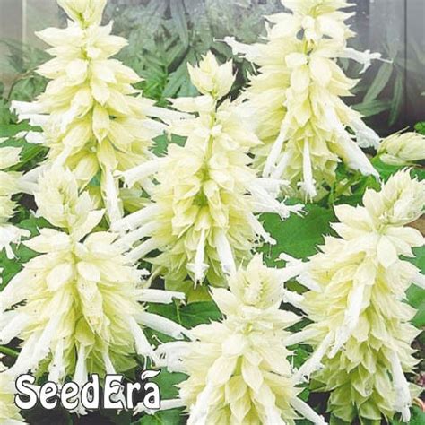 Сальвия блестящяя Белая 🌱 - купить семена сальвии в Украине | FLORIUM.UA
